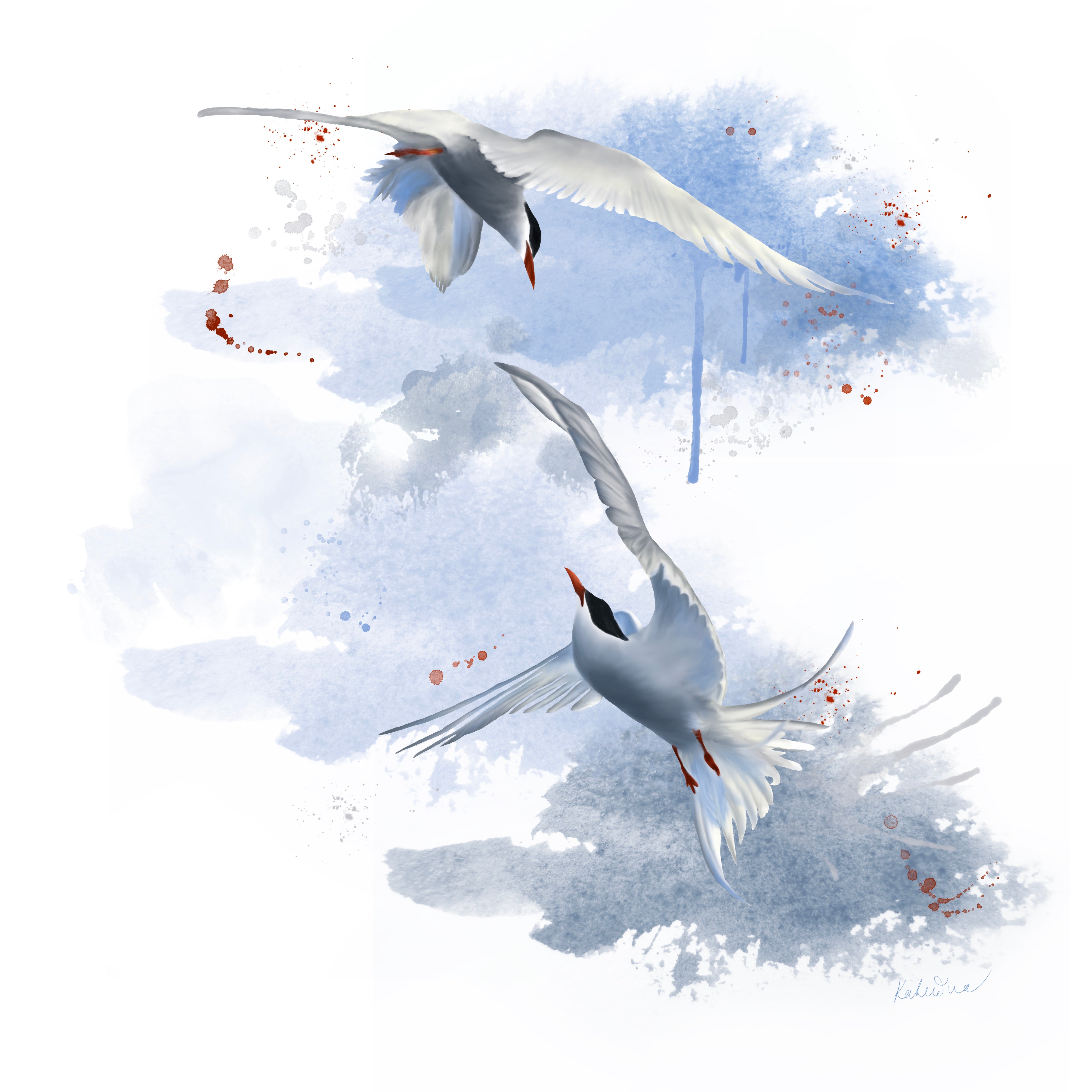 Birds of Iceland – Puffins, Terns & Nordic Wind Messengers – kate-list